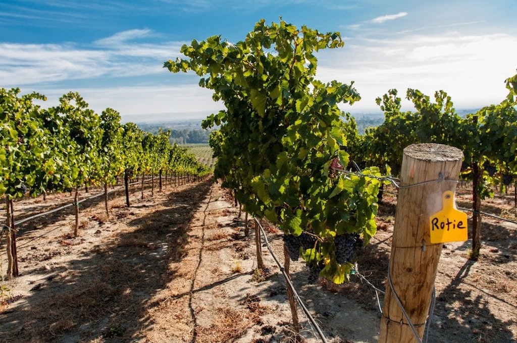 Rôtie Cellars | Winestyr Wine Club and Premium Gifts